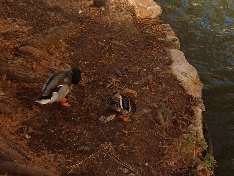 Shutterbug Saturday: Feathers 3.0 « Cosmic-Observation