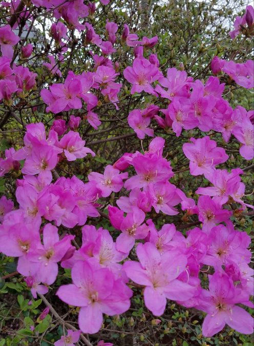 FFTD: Azaleas « Cosmic-Observation