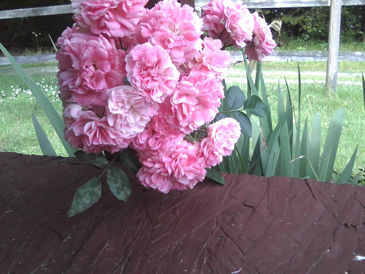 FFTD: Porch Pink « Cosmic-Observation