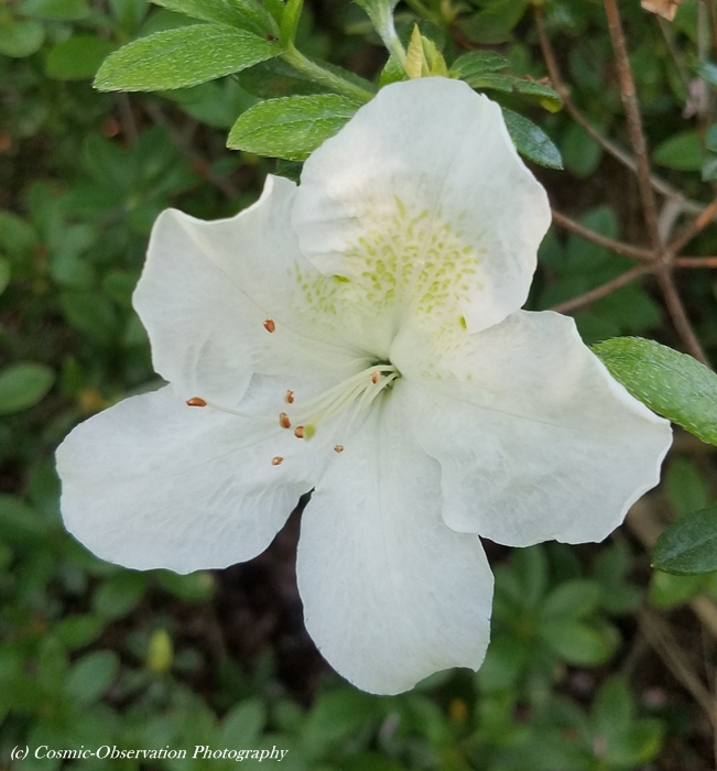 FFTD: Rhododendron « Cosmic-Observation